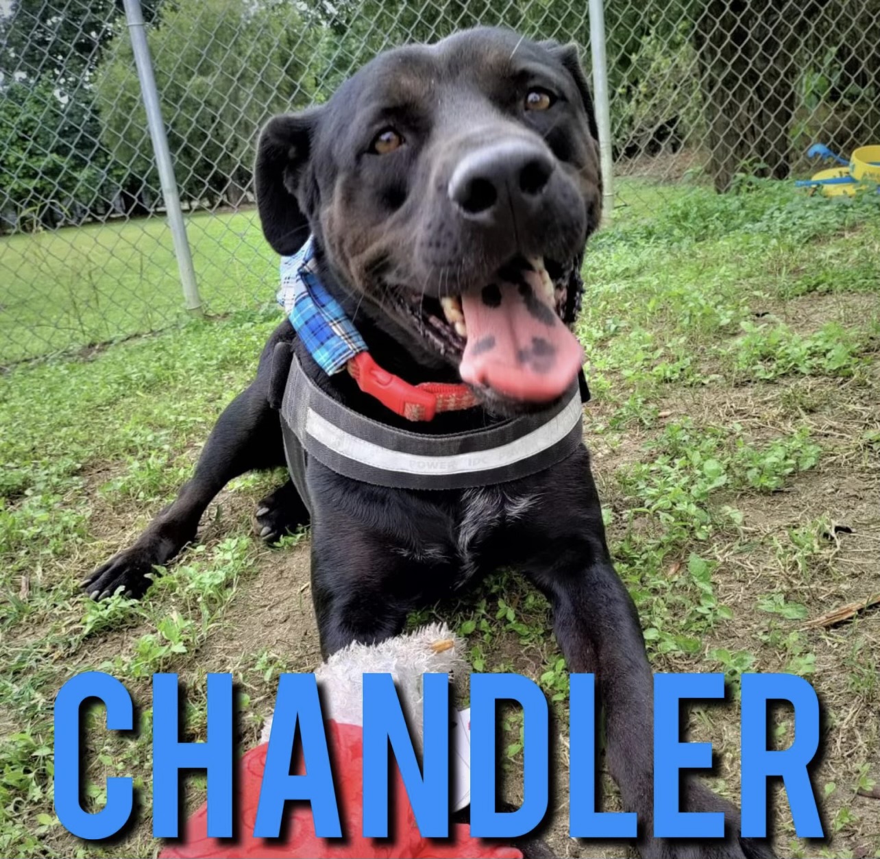 Chandler – Redland Dog Sanctuary