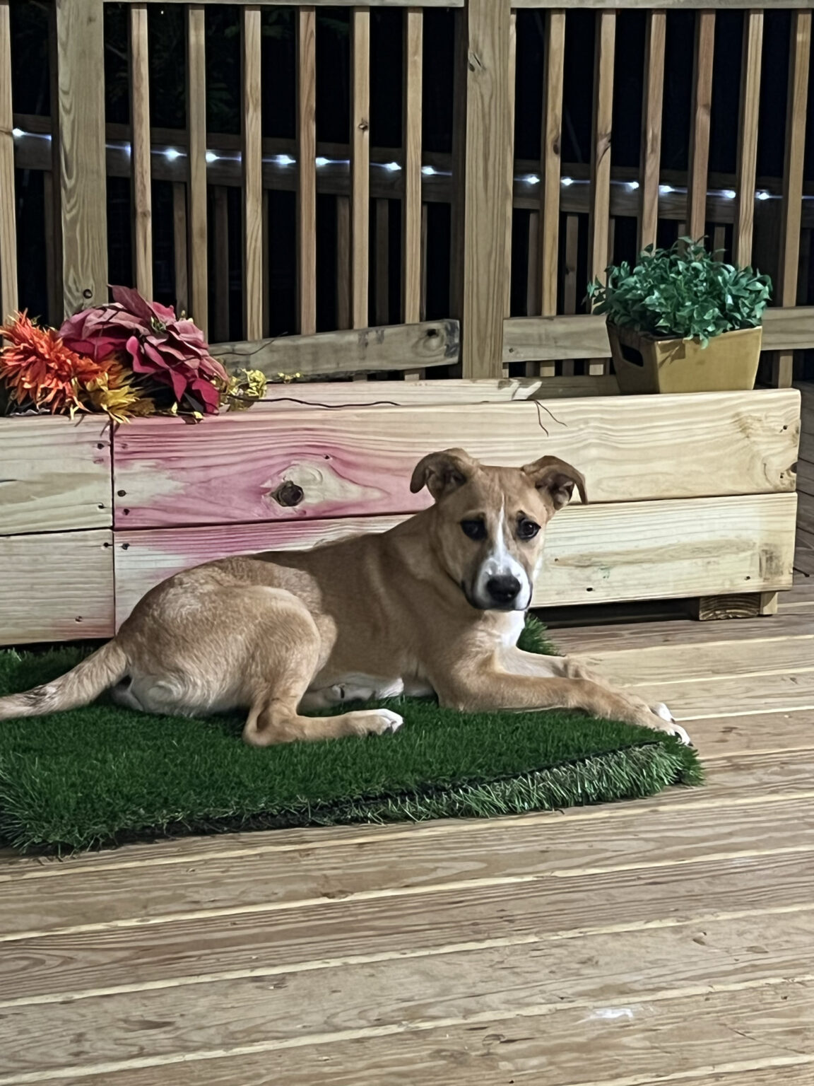 Banker – Redland Dog Sanctuary