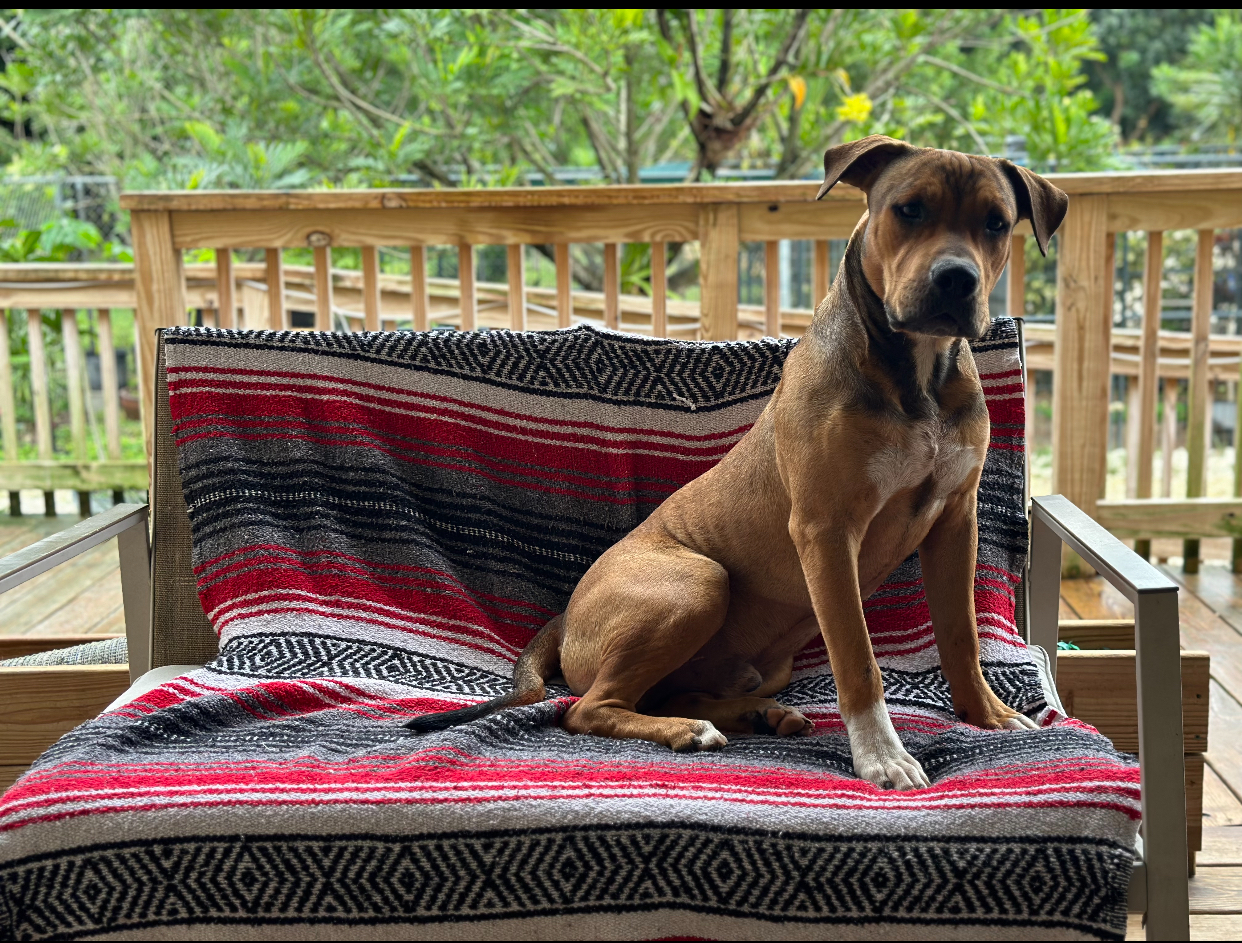 Ethan – Redland Dog Sanctuary