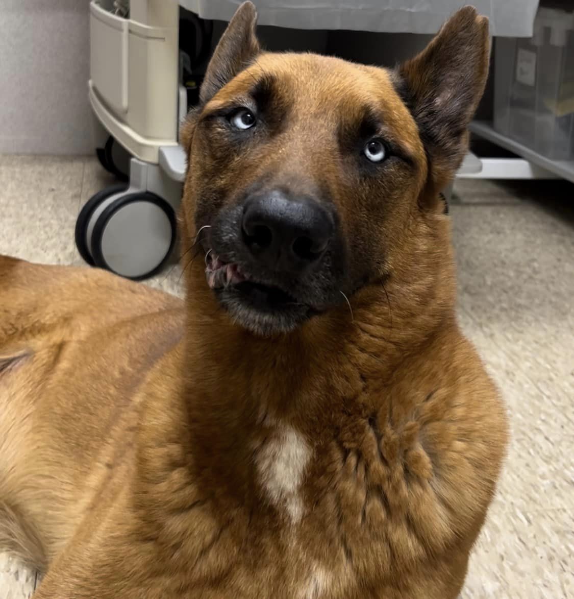 Tyler – Redland Dog Sanctuary